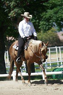 South African Quarter Horse Association - Horse Details