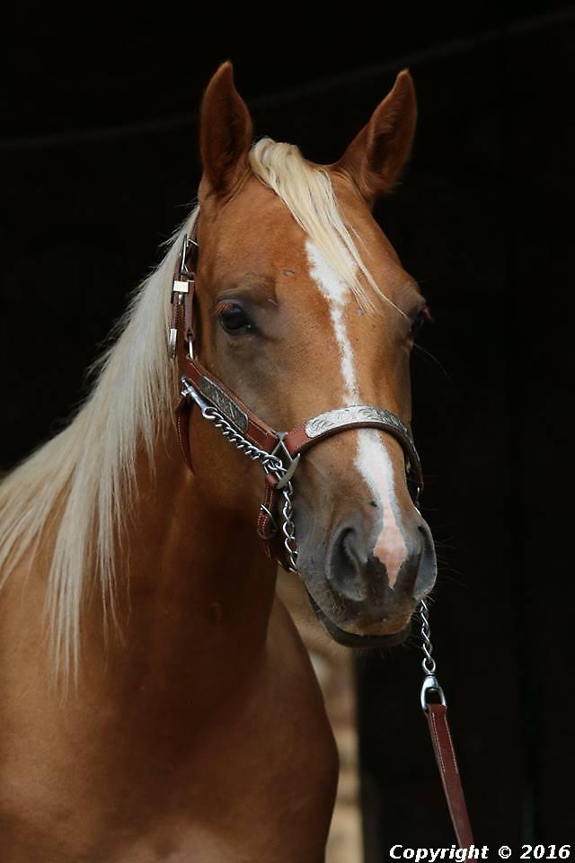 South African Quarter Horse Association - Horse Details