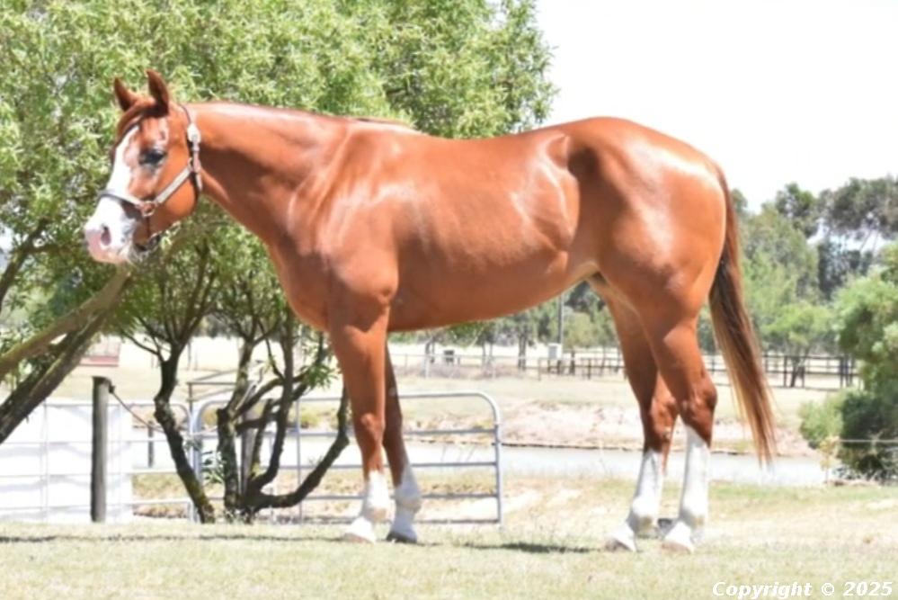 South African Quarter Horse Association - Breeder's site