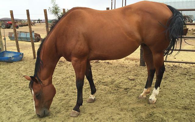 South African Quarter Horse Association - Breeder's site