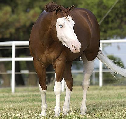 South African Quarter Horse Association - Horse Details