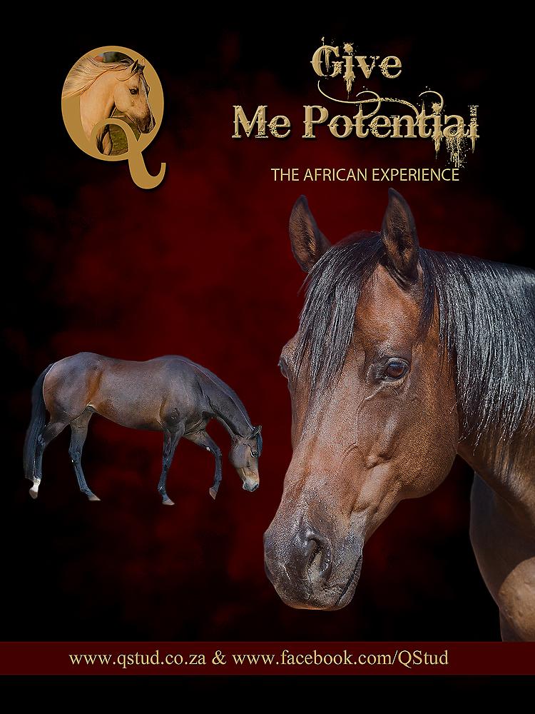 South African Quarter Horse Association - Horse Details