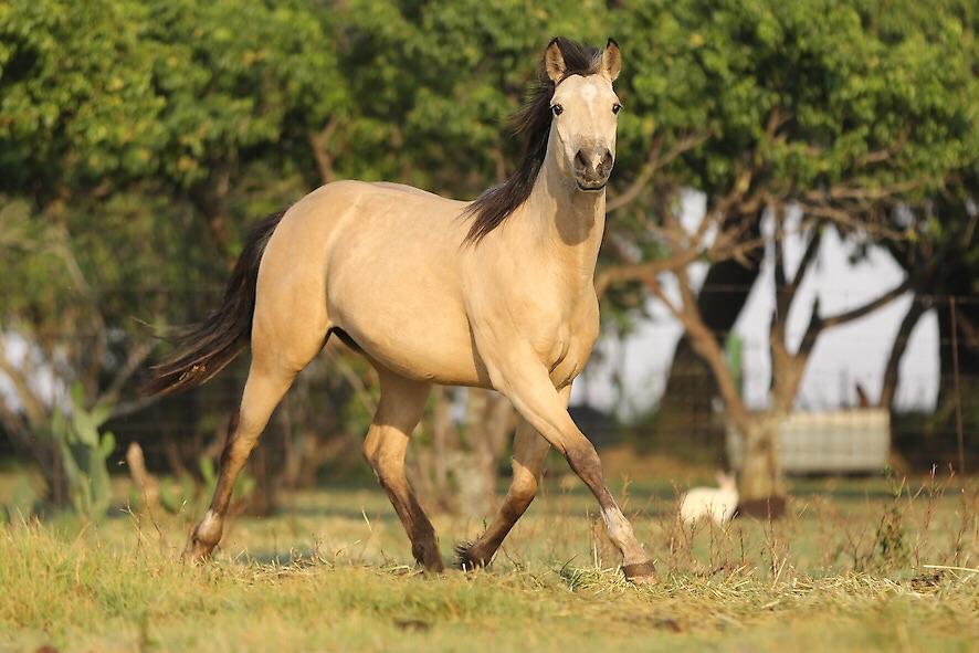 South African Quarter Horse Association - Breeder's site