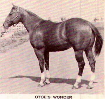 South African Quarter Horse Association - Horse Details