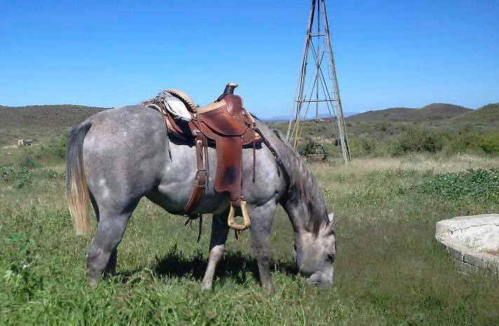 South African Quarter Horse Association - Horse Details