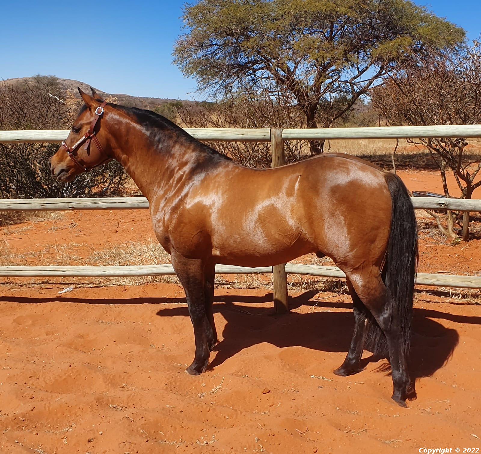 South African Quarter Horse Association - Breeder's site