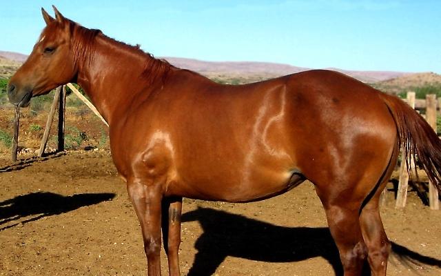 South African Quarter Horse Association - Horse Details