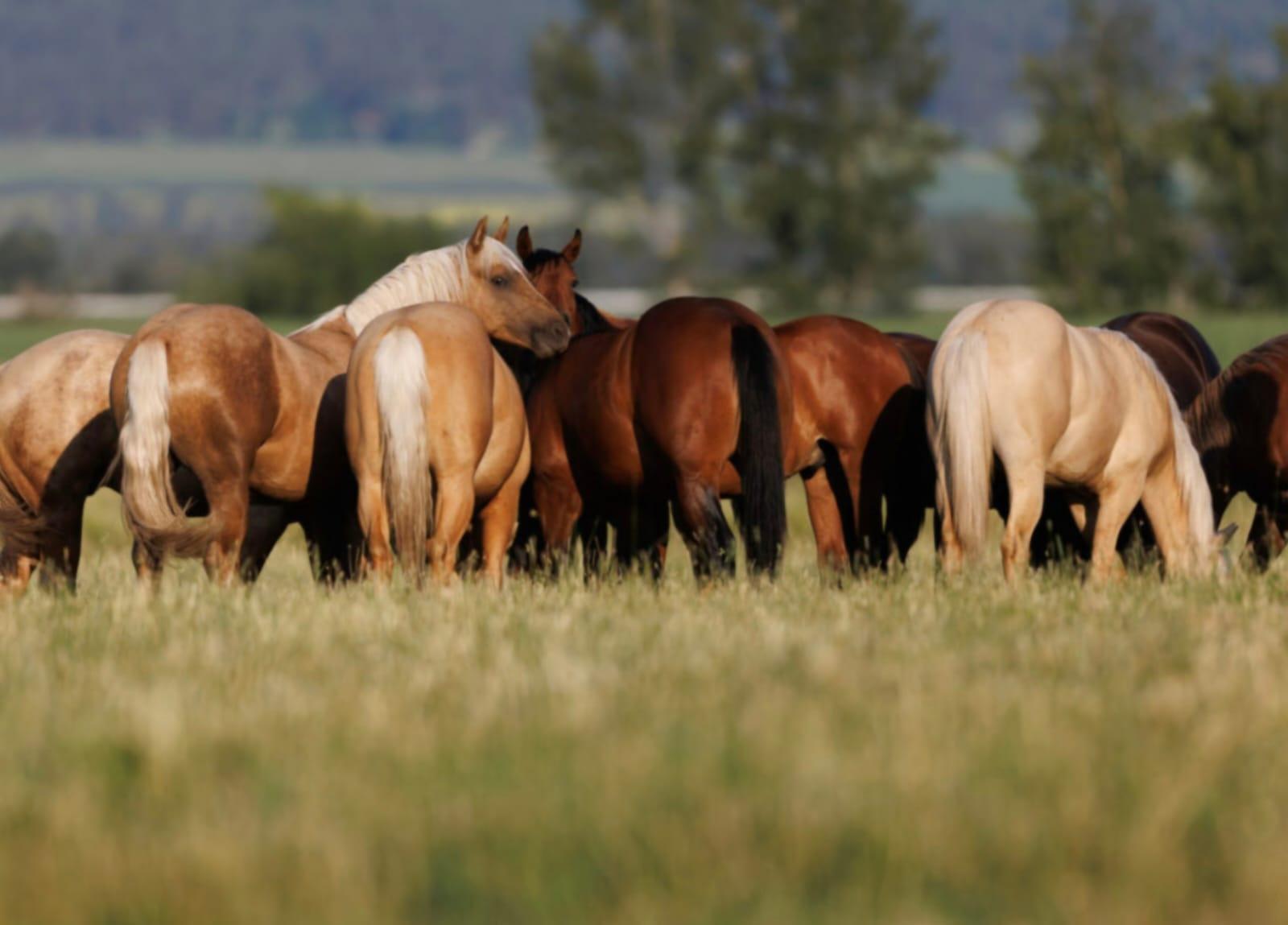 South African Quarter Horse Association - Horse Details