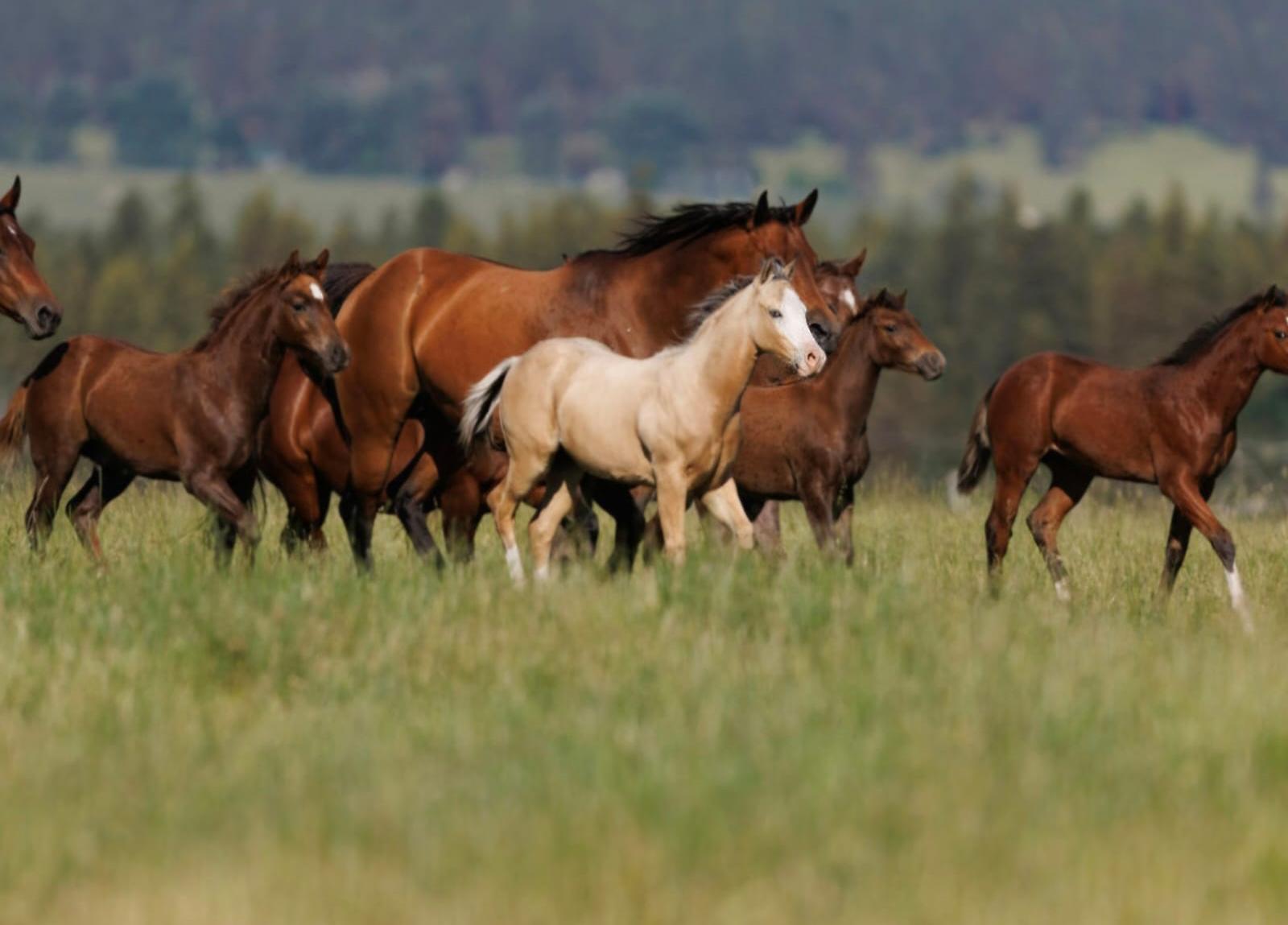 South African Quarter Horse Association - Breeder's site